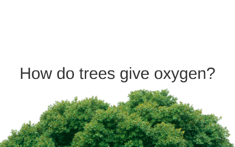 How do trees give oxygen? by Marcia Portillo on Prezi