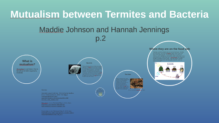 Mutualism between Termites and Bacteria by Maddie Johnson on Prezi