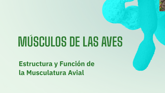 MÚSCULOS DE LAS AVES by lizz stay on Prezi
