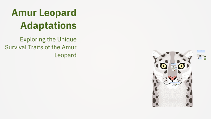 Amur Leopard Adaptations criteria D by Tashay Jain on Prezi