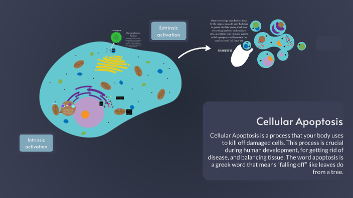 Cellular Apoptosis: an interactive poster by Olivia Schwinn on Prezi