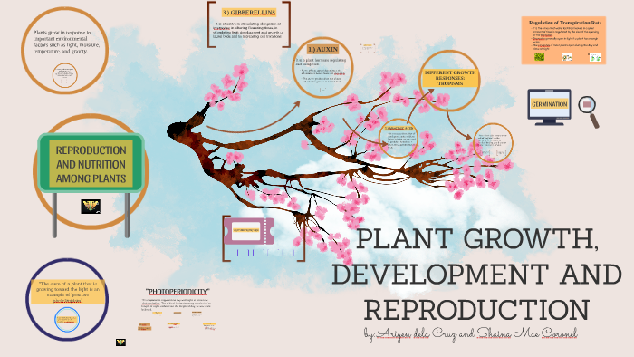 PLANT GROWTH, DEVELOPMENT AND REPRODUCTION by Shaina Coronel on Prezi