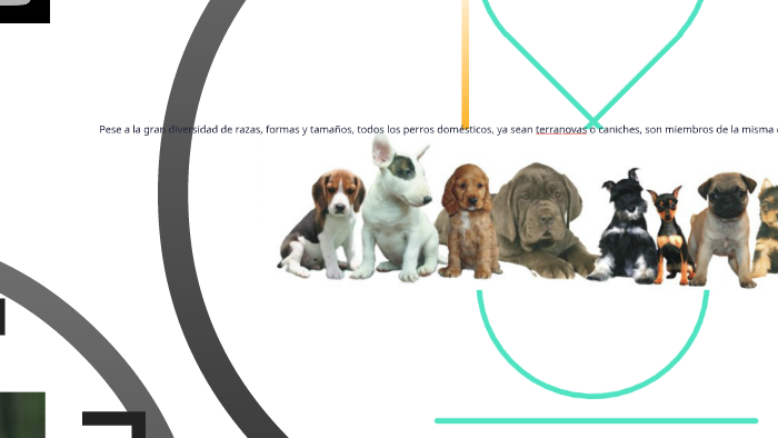 El perro fue el primer animal domesticado y ha acompañado a by vanessa ...