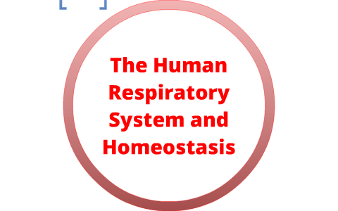 Respiratory System by Jason Pinsky on Prezi