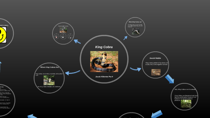 King Cobra by Jacob Alderete