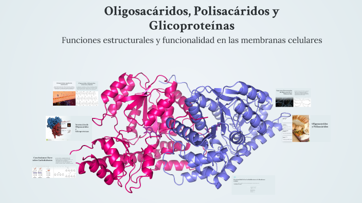 Oligosacáridos, Polisacáridos y Glicoproteínas by sarah cepeda on Prezi