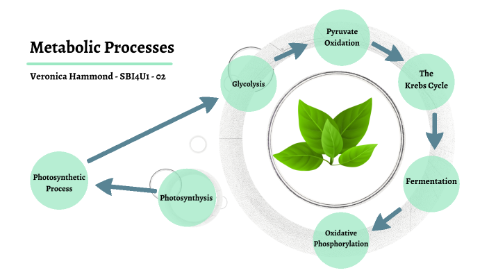 Metabolic Processes by Veronica Hammond on Prezi