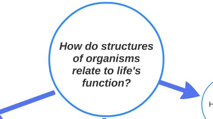 How do structures of organisms relate to life's function? by Mason ...