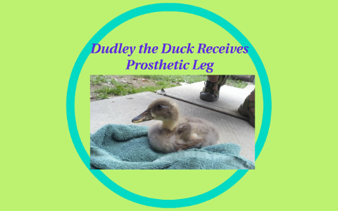 Dudley the Duck Receives Prosthetic Leg by on Prezi