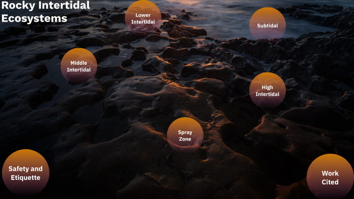 Rocky Intertidal Ecosystem by Aiden D. Han on Prezi