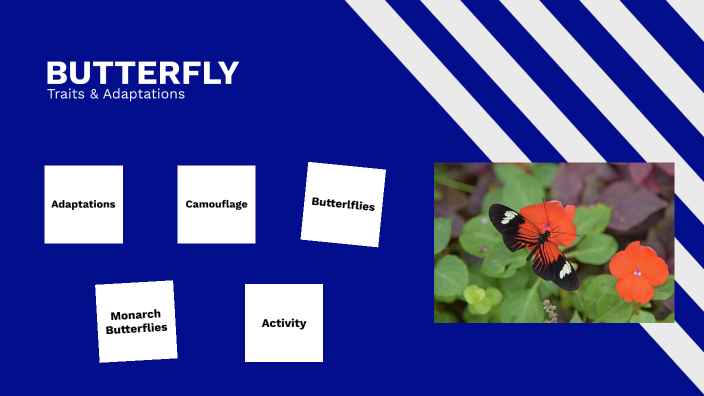 Butterfly Traits by Meredith Evans on Prezi