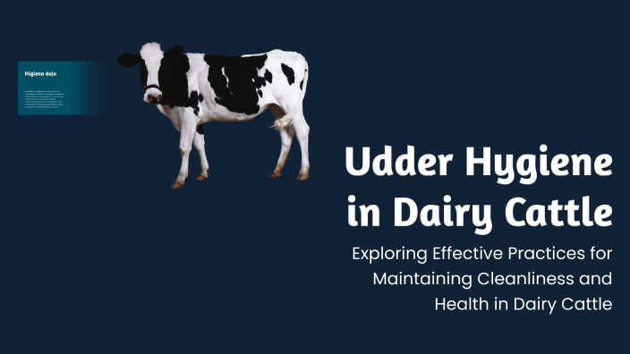 Udder Hygiene in Dairy Cattle by Natalia Nowak on Prezi
