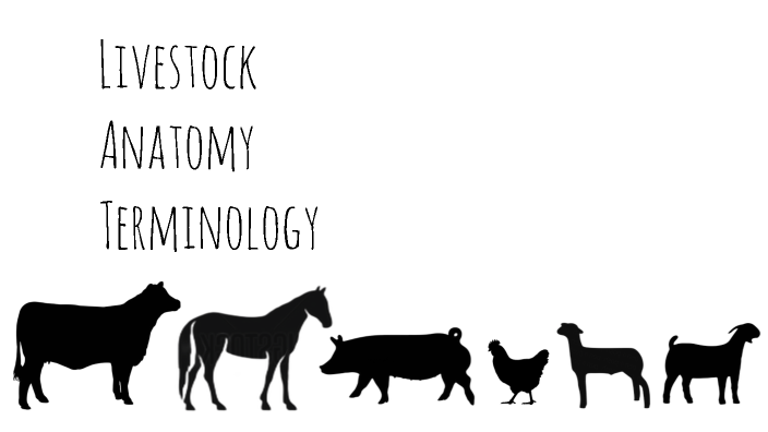 livestock anatomy terms by Margaret Reaves on Prezi