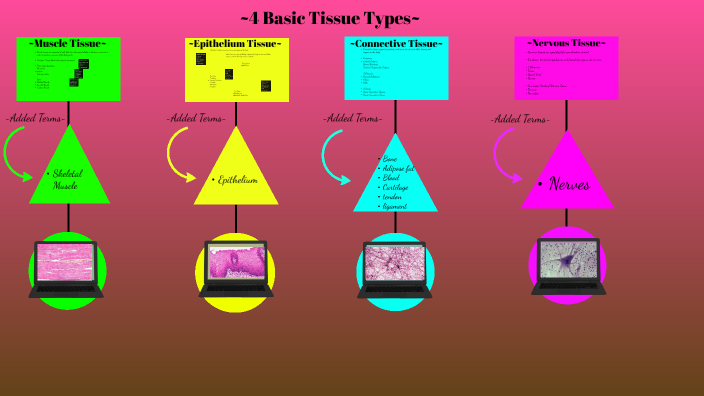 4 Basic Tissue Types by mya hinton on Prezi