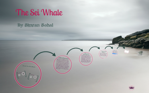 The Sei Whale by Simran Sohal on Prezi