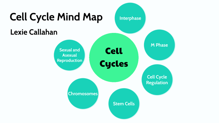 cell cycle mindmap by Lexie Callahan on Prezi