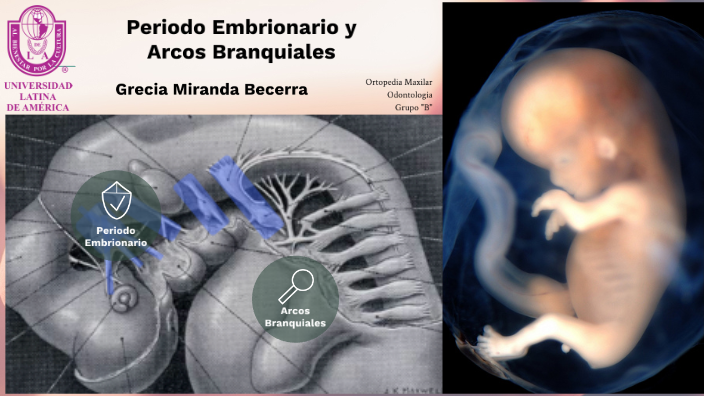 Periodo Embrionario y Arcos Branquiales by Grecia Miranda Becerra on Prezi