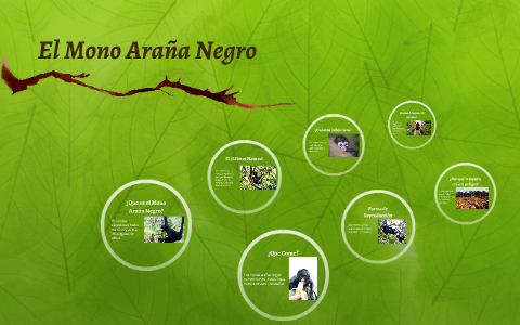 El Mono Araña Negro by Conor Toomey on Prezi