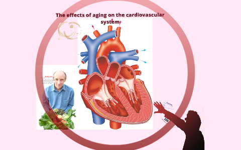 Effects of ageing on the cardiovascular system by Joel Evans on Prezi