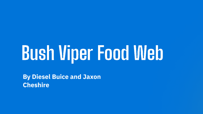 Bush Viper Food Web by Diesel Buice on Prezi