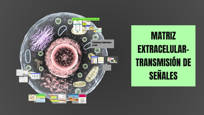 Extracellular Matrix - Signal Transmission by Karen Av. on Prezi