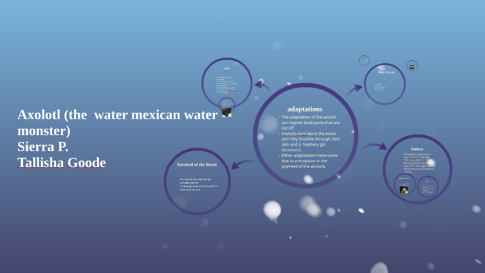 Axolotl (the water mexican water monster) by Sierra Pollard on Prezi