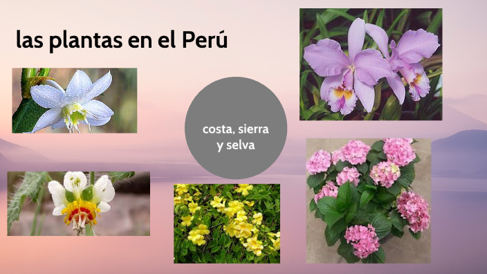 las planta sen el peru by mariafe rodriguez gomez on Prezi