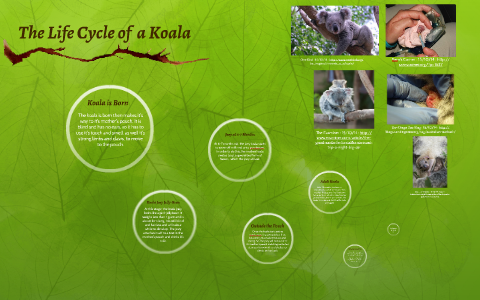 The Life Cycle of a Koala by Emma Johnson on Prezi