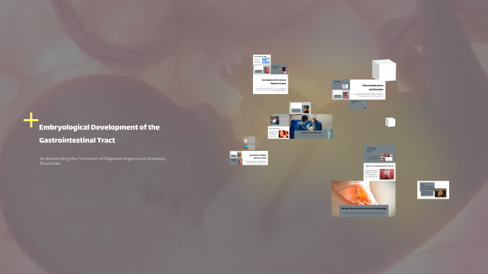 Embryological Development of the Gastrointestinal Tract by Monia Ali on ...