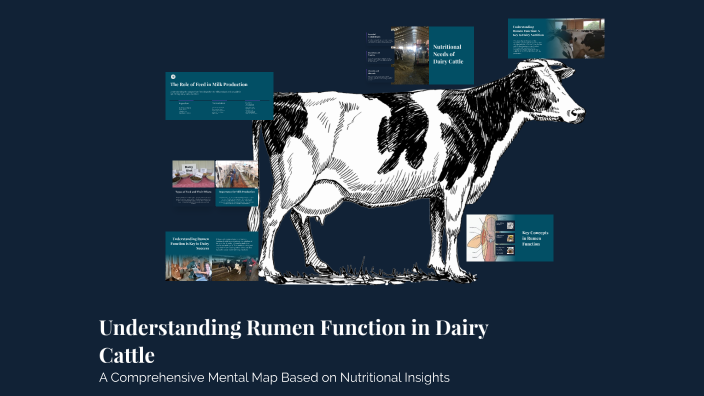Understanding Rumen Function in Dairy Cattle by Lina Florez barbosa on ...