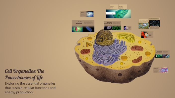 Cell Organelles: The Powerhouses of Life by Jenissa Philipose on Prezi