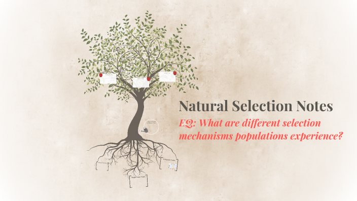 Natural Selection Notes by Samantha Gould on Prezi