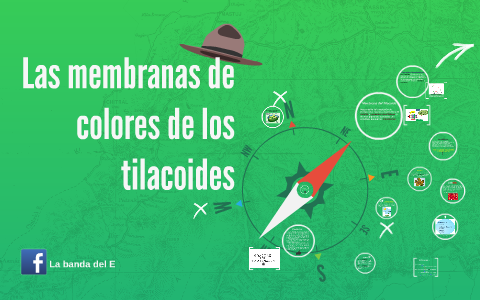 Las membranas de colores de los tilacoides by Jona J on Prezi