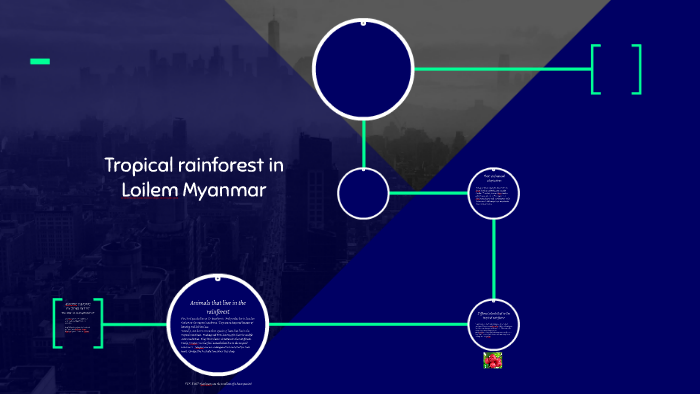 Tropical rainforest in Loilem Myanmar by Aiden Thom on Prezi
