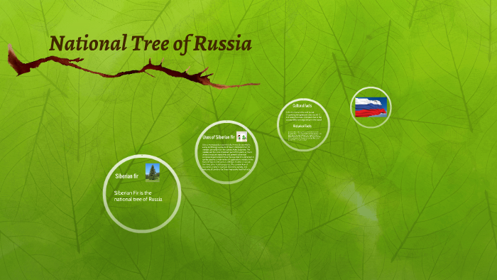 National Tree of Russia by Matheus Borjuca on Prezi