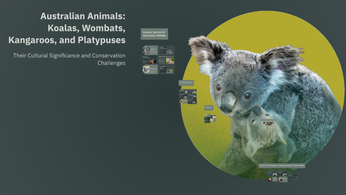 Australian Animals: Koalas, Wombats, Kangaroos, and Platypuses by Lea ...