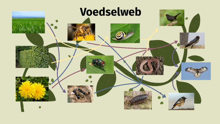 Voedselweb by Silke de Vries on Prezi