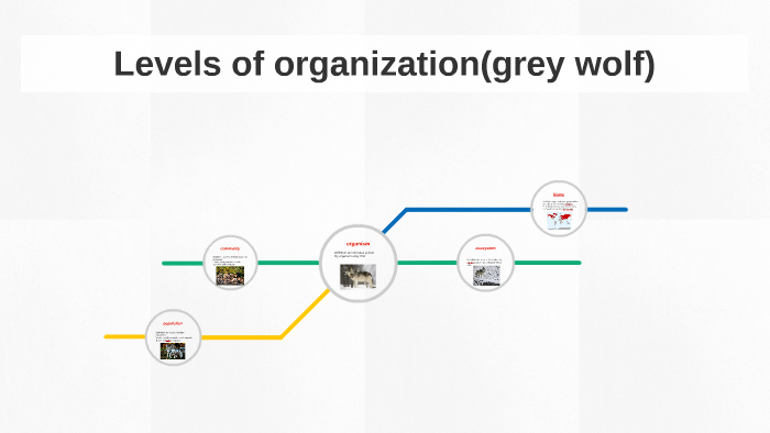 Levels of organization(grey wolf) by Rohith Yalamanchili on Prezi