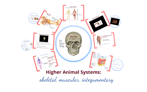 skeletal, muscular, integumentary systems by Lesley Poirier on Prezi