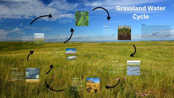 Exploring the Water Cycle in Grasslands by Harley Wolken on Prezi