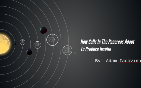 How Cells In The Pancreas Adapt To Produce Insulin by Adam Iacovino on ...