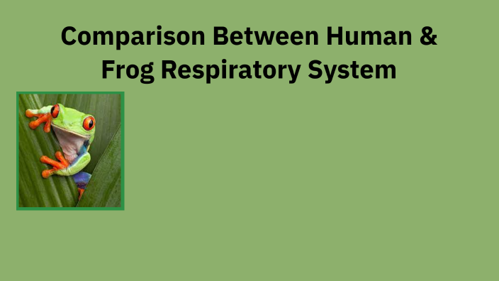 Comparison Between Human & Frog Respiratory System by Tyler Niederle on ...