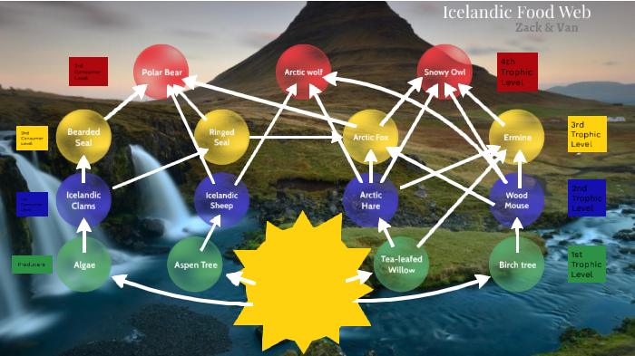 Icelandic Food Web by Van DeMaere on Prezi