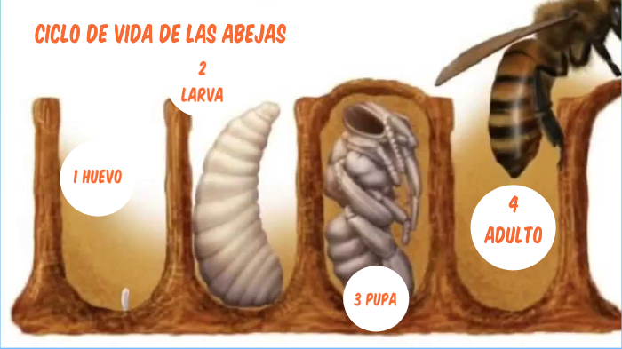 CICLO DE VIDA DE LAS ABEJAS by Alicia Sanchez on Prezi