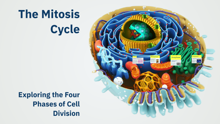 The Mitosis Cycle by Arjun Sahoo on Prezi