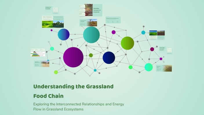 Understanding the Grassland Food Chain by Nehal Parikh on Prezi