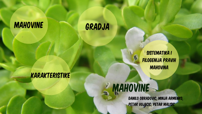 Prezentacija Mahovine by Ognjen Oobradovic on Prezi