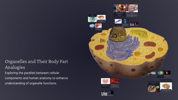 Organelles and Their Body Part Analogies by Aarian Shah on Prezi