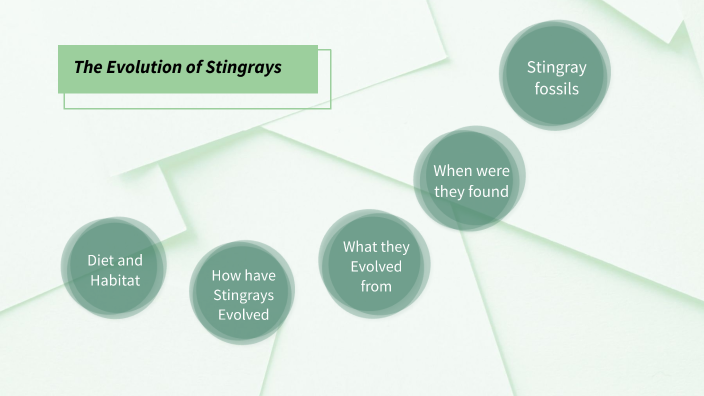The Evolution of Stingrays by Madyson Carpenter on Prezi