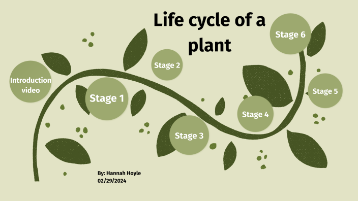 Life cycle of a plant by Hannah Hoyle on Prezi